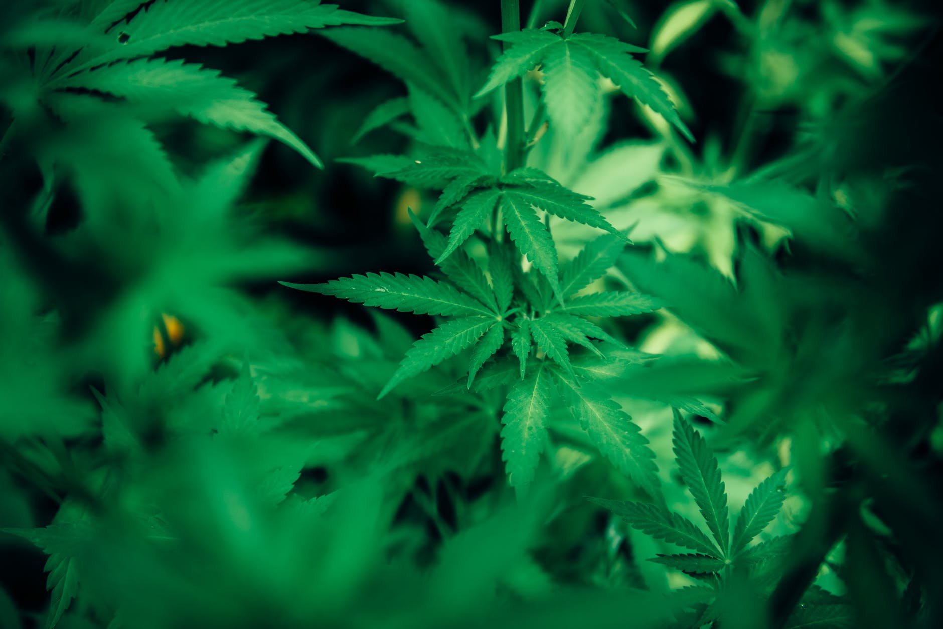 Full Spectrum Hemp Oil What Is Full Spectrum Hemp Oil full-spectrum-hemp-oil-what-is-full-spectrum-hemp-oil
